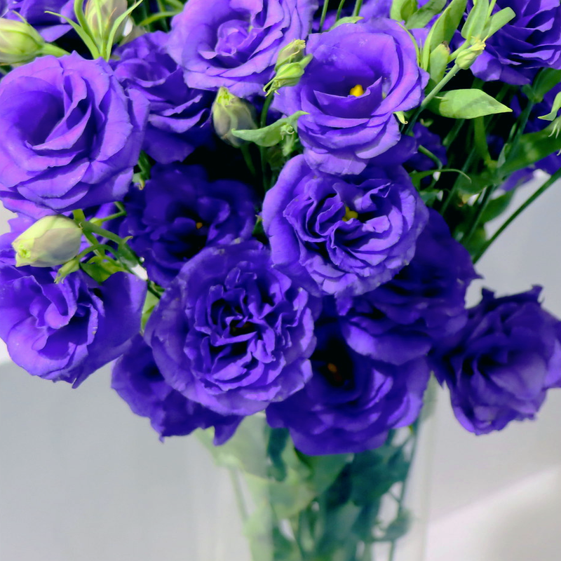 Eustoma grandiflorum LISIANTHUS RUFFLED DEEP BLUE – Ferri Seeds
