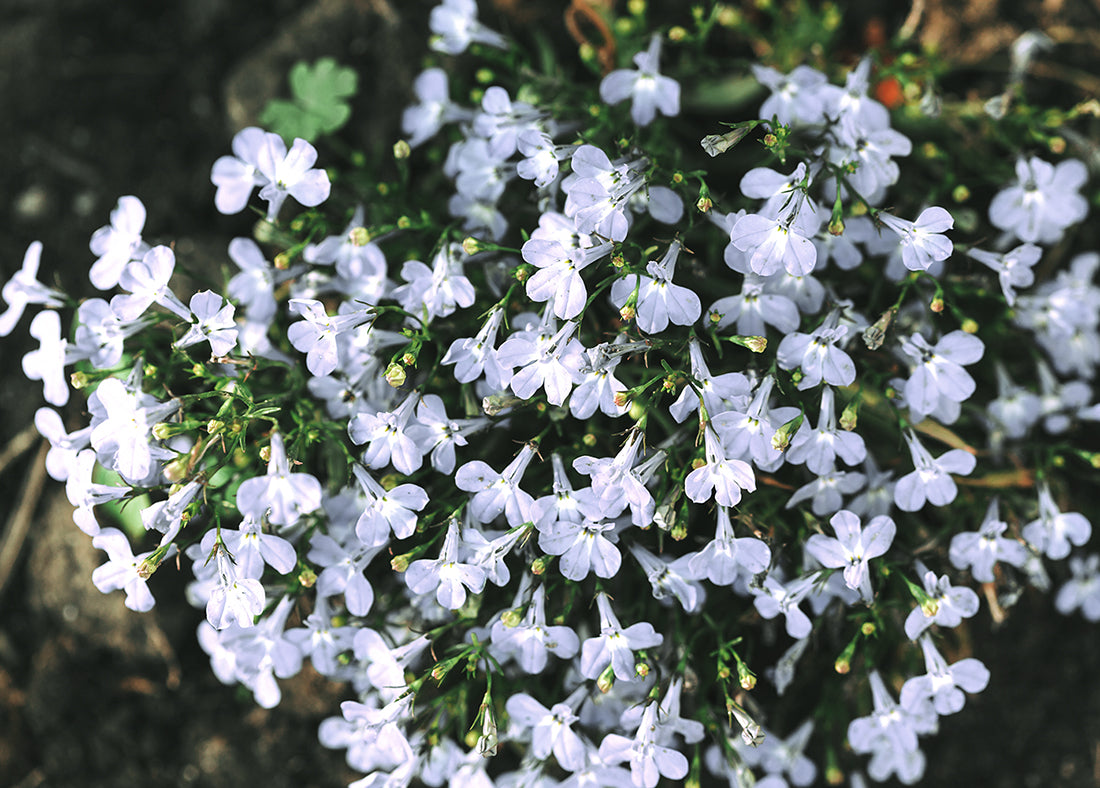 TRAILING LOBELIA 'REGATTA WHITE' Lobelia pendula erinus – Ferri Seeds