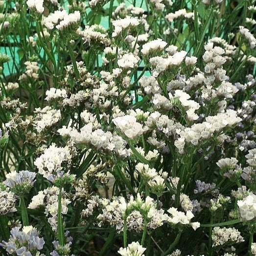 Limonium sinuatum STATICE QIS WHITE – Ferri Seeds