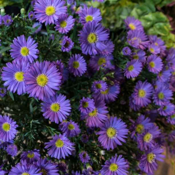 Aster alpinus ASTER ALPINE DARK BEAUTY – Ferri Seeds