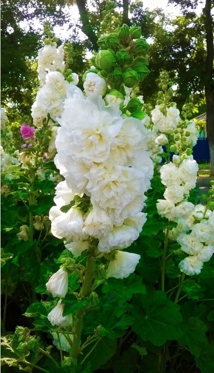 CHATER'S DOUBLE HOLLYHOCK Mix Alcea rosea – Ferri Seeds