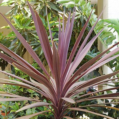 Cordyline australis purpurea RED SPIKE, CORDYLINE – Ferri Seeds