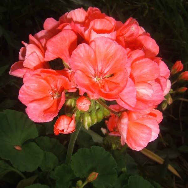 Pelargonium GERANIUM SALMON ZONAL – Ferri Seeds