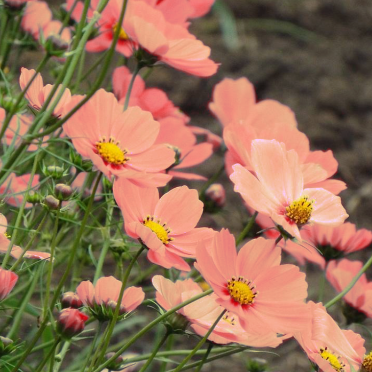 Cosmos bipinnatus COSMOS 'APRICOTTA' – Ferri Seeds