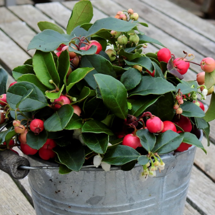 Gaultheria procumbens WINTERGREEN AMERICAN, CHECKERBERRY, TEABERRY ...