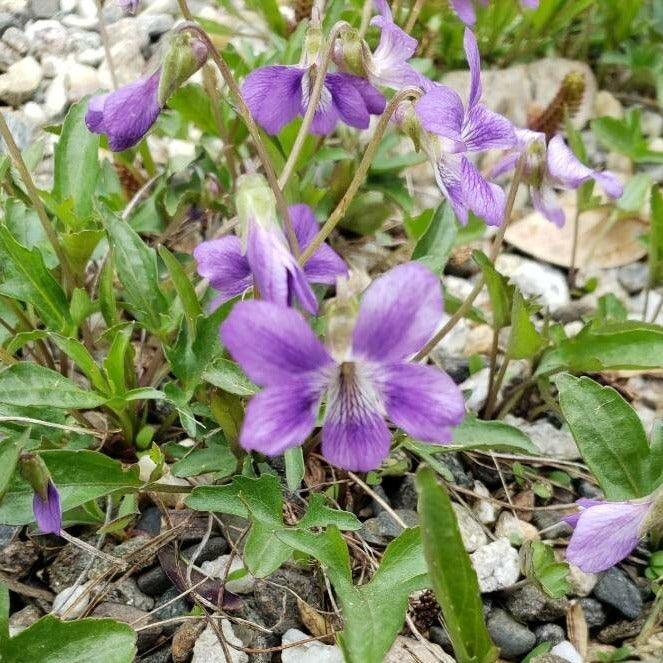 PRAIRIE VIOLET Viola pedatifida – Ferri Seeds