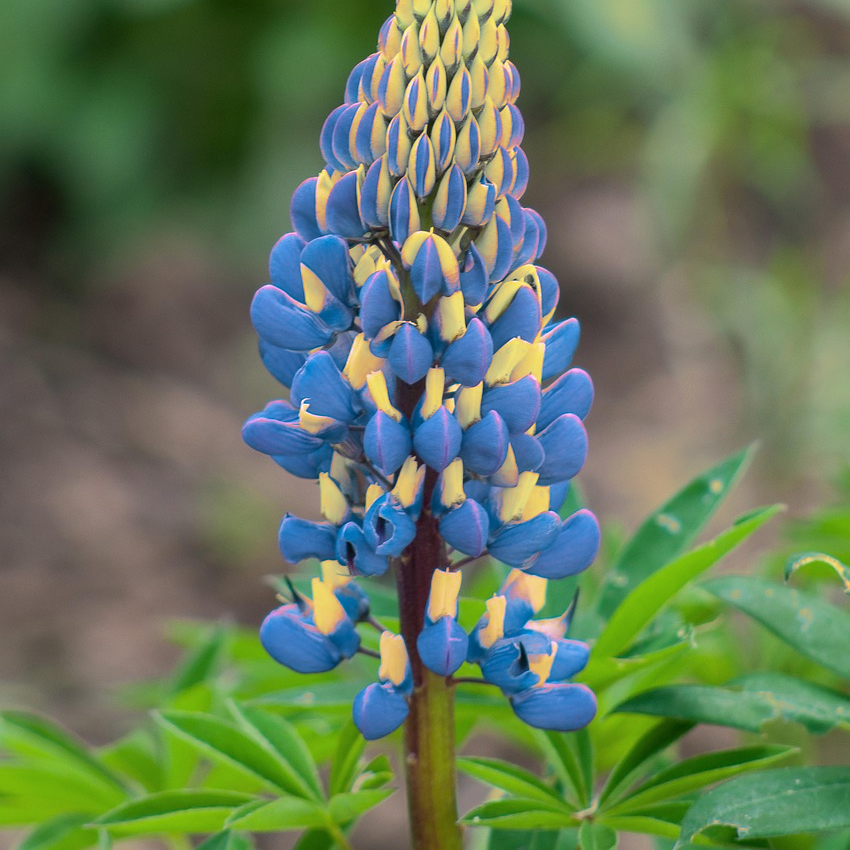 Lupinus mutabilis LUPIN 'SUNRISE' – Ferri Seeds