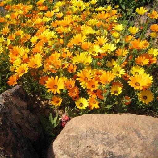 Calendula officinalis CALENDULA, POT MARIGOLD – Ferri Seeds