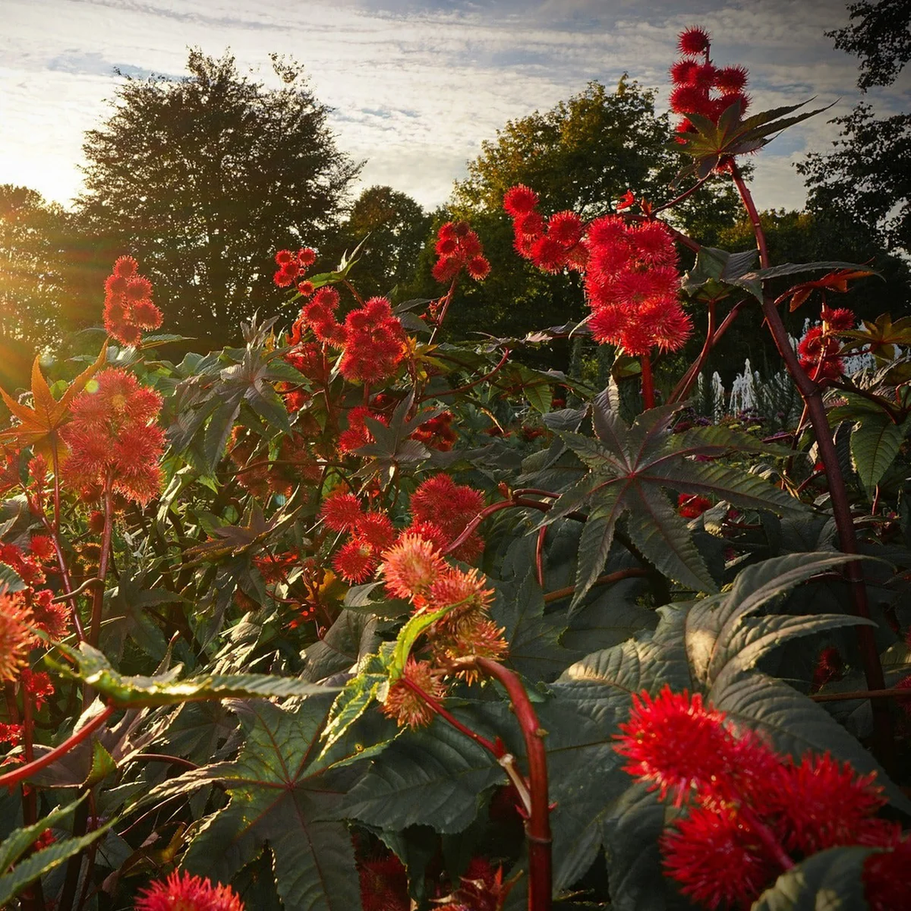 Ricinus gibsonii RED CASTOR BEAN – Ferri Seeds