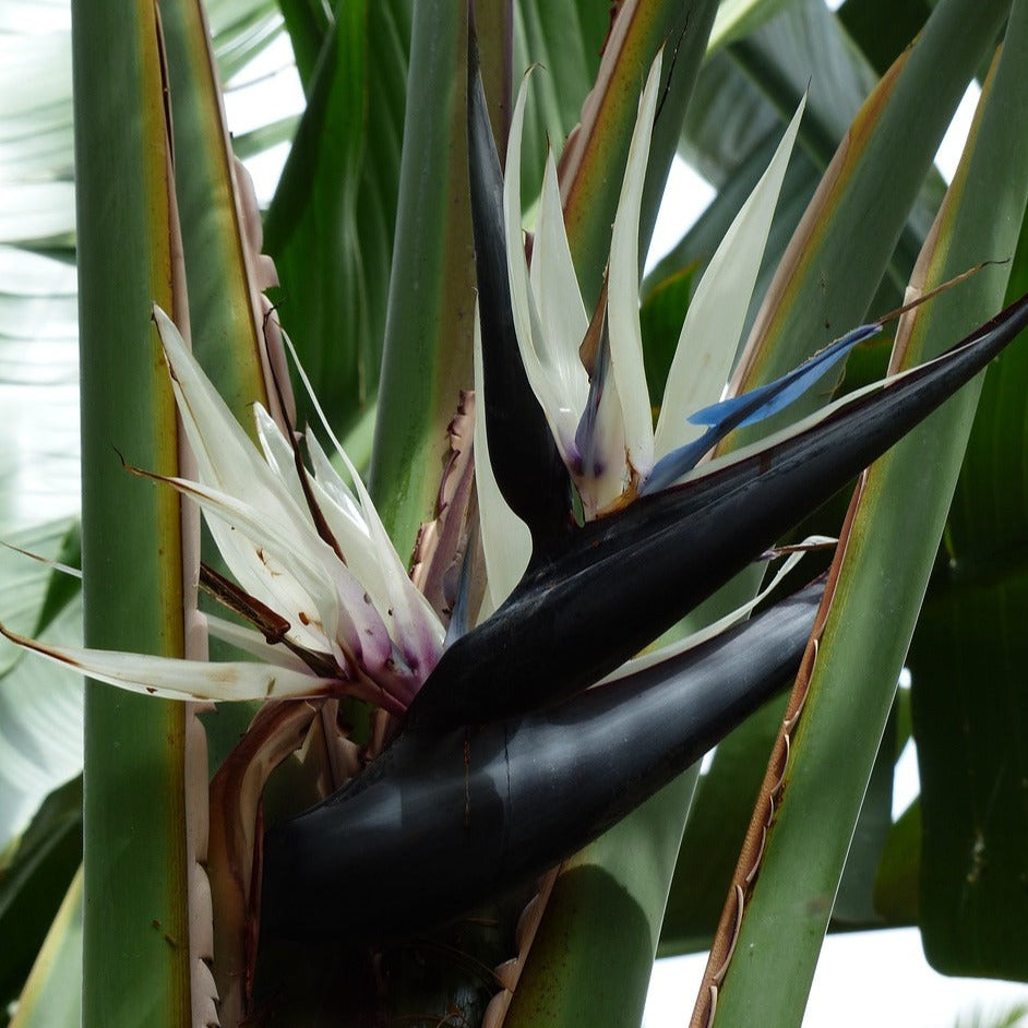 Strelitzia nicolai WHITE BIRD Of PARADISE – Ferri Seeds