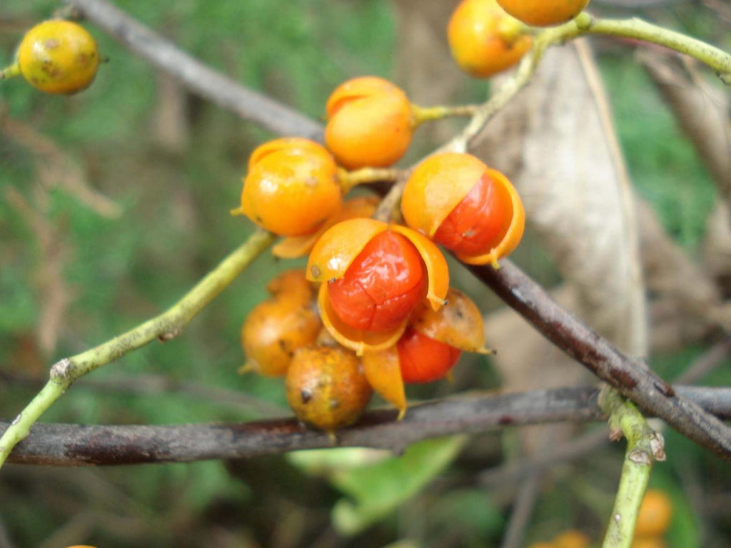 Celastrus scandens BITTERSWEET – Ferri Seeds