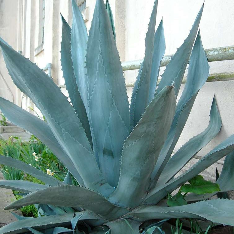 Agave americana CENTURY PLANT – Ferri Seeds