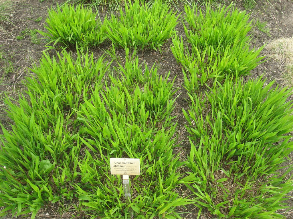 Chasmanthium latifolium SPANGLE GRASS – Ferri Seeds