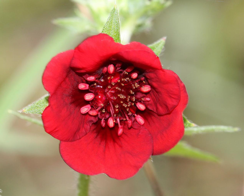 Potentilla astrosanguinea HIMALAYAN RUBY RED CINQUEFOIL – Ferri Seeds