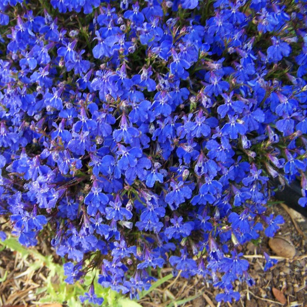 Lobelia erinus pendula TRAILING LOBELIA 'MARINE BLUE' – Ferri Seeds