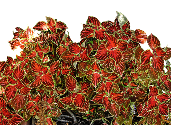 Coleus blumei COLEUS 'FESTIVE DANCE' – Ferri Seeds
