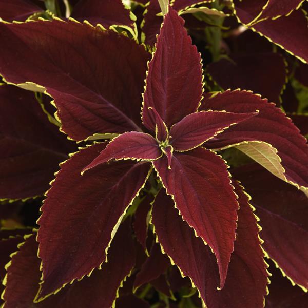 Coleus blumei COLEUS 'CORAL CANDY' – Ferri Seeds