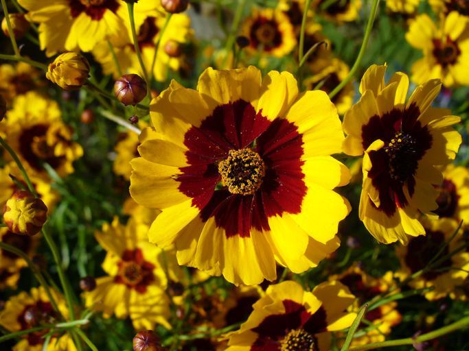 Coreopsis lanceolata COREOPSIS STERNTALER – Ferri Seeds