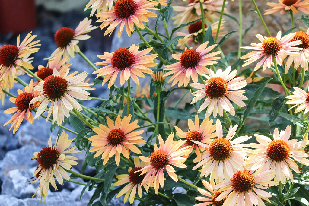 Echinacea CONEFLOWER MIXED COLOURS – Ferri Seeds