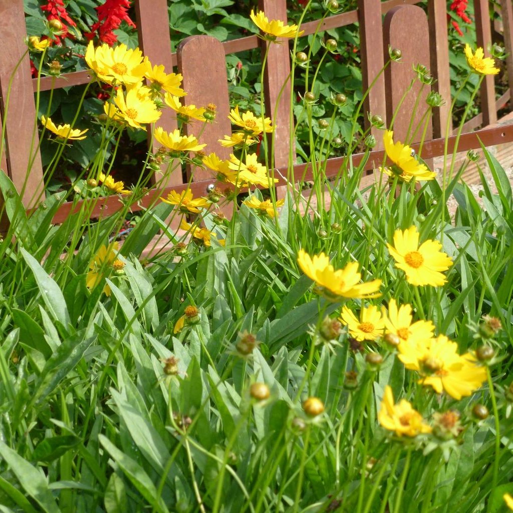 Coreopsis lanceolata COREOPSIS STERNTALER – Ferri Seeds