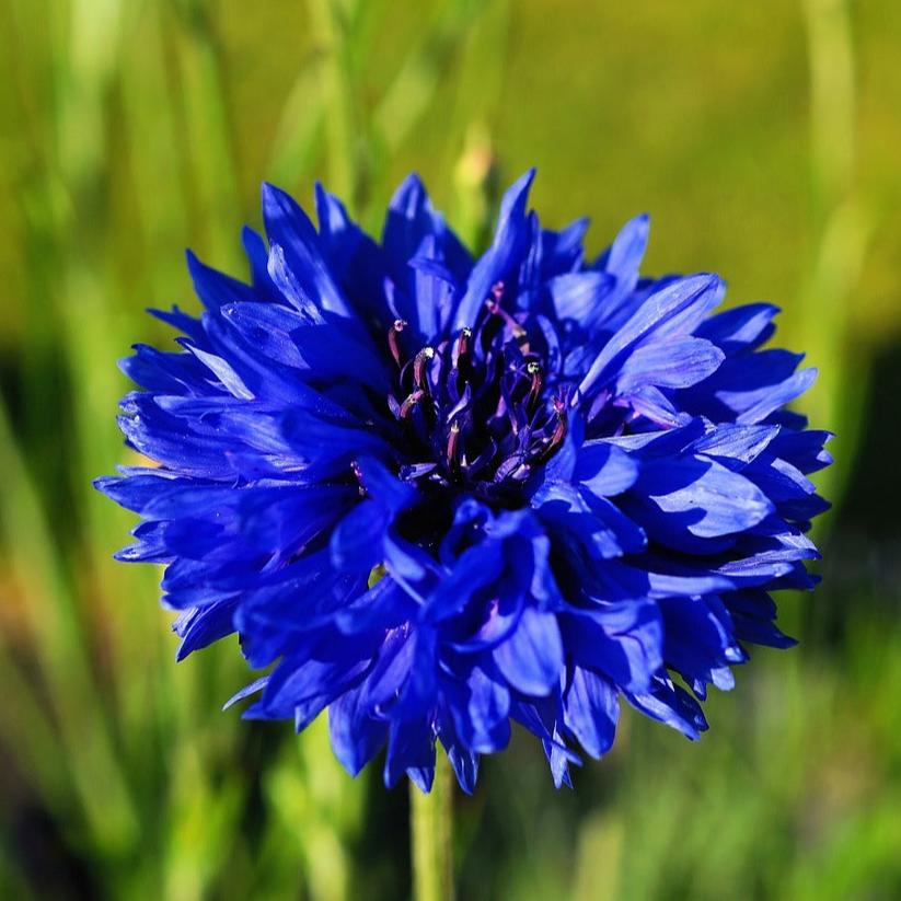 Centaurea cyanus CORNFLOWER BLUE BALL – Ferri Seeds