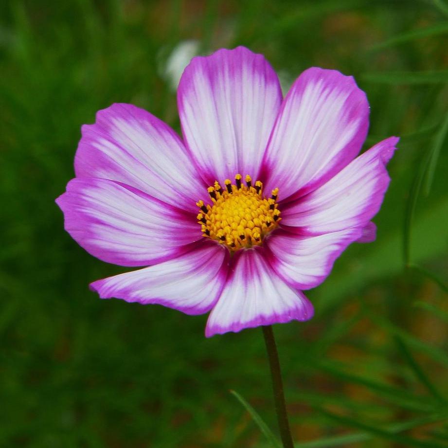 Cosmos bipinnatus COSMOS CAPRIOLA – Ferri Seeds