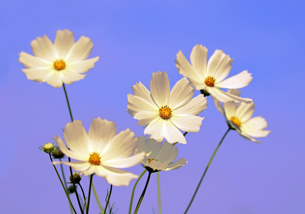 Cosmos pibinnatus COSMOS XANTHOS Cream Yellow – Ferri Seeds