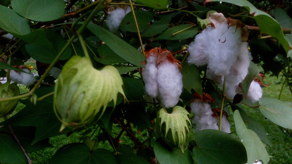 Gossypium hirsutum AMERICAN UPLAND COTTON – Ferri Seeds