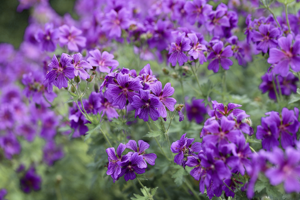 Geranium PERENNIAL GERANIUM 'SILVER CLOAK', SILVER-GREY FOLIAGE – Ferri ...