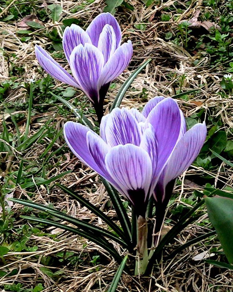 Crocus pulchellus FALL CROCUS – Ferri Seeds