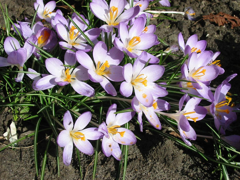 Crocus tommasinianus CROCUS SPRING – Ferri Seeds