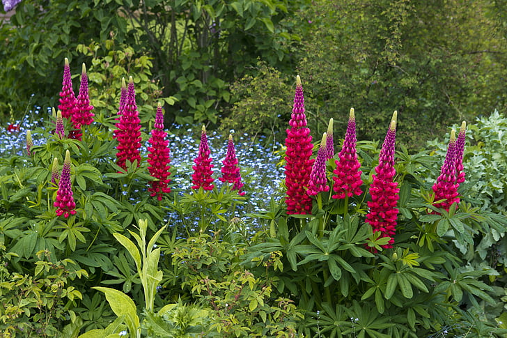 MINI RED LUPIN Gallery Lupinus nanus – Ferri Seeds