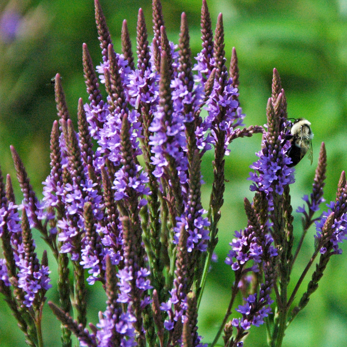 BLUE VERVAIN, AMERICAN Verbena hastata – Ferri Seeds