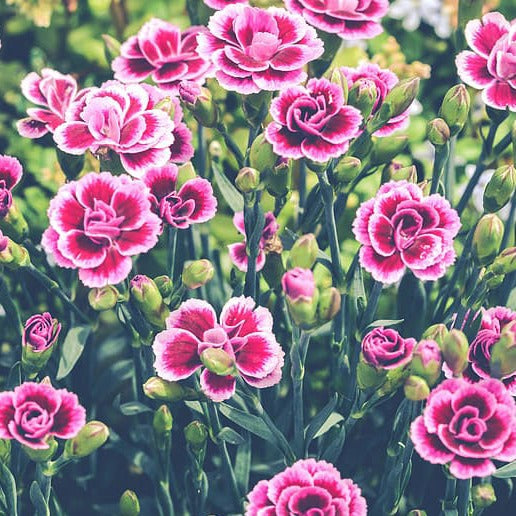 FRAGRANT DOUBLE PINK DIANTHUS Dianthus plumarius – Ferri Seeds