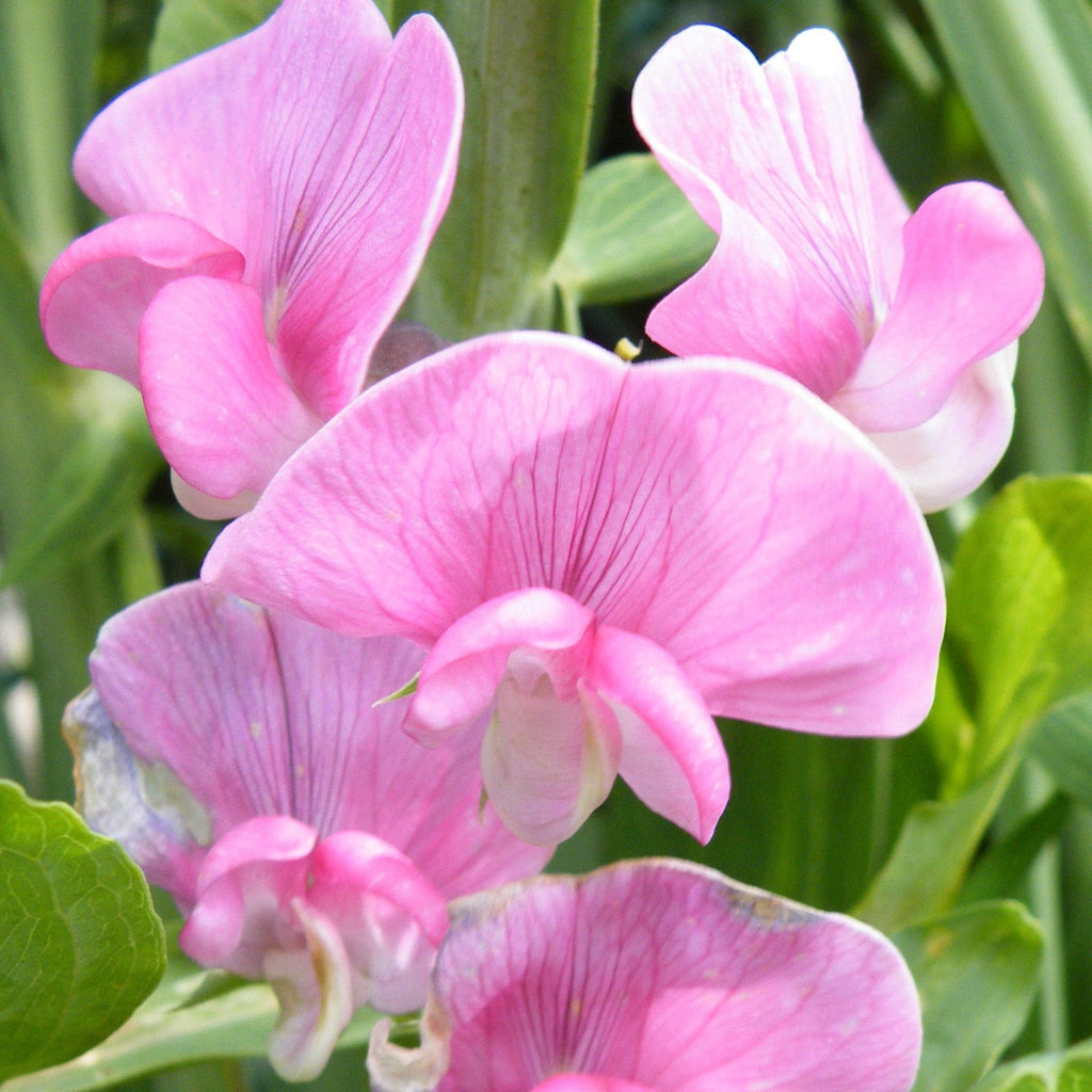 Lathyrus latifolius PERENNIAL SWEET PEA 'PINK PEARL' – Ferri Seeds
