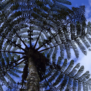 Perennials – Ferri Seeds