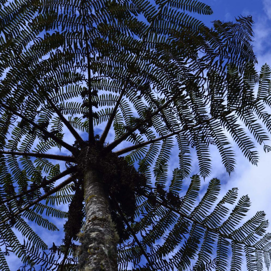 Perennials – Ferri Seeds