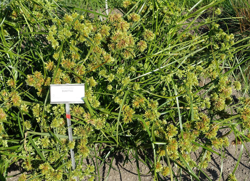Cyperus glaber EGYPTIAN PAPER GRASS – Ferri Seeds