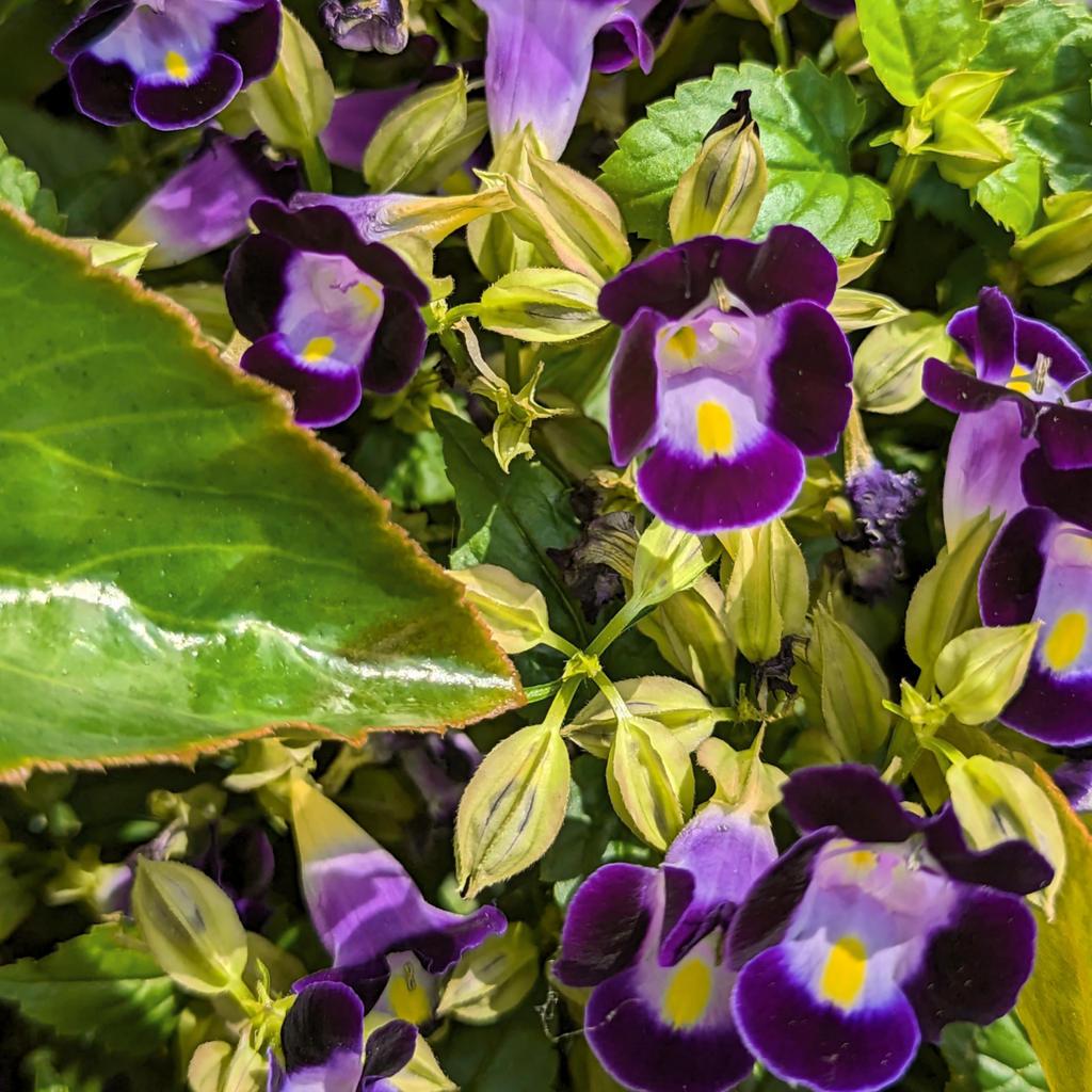 WISHBONE FLOWER Torenia fournieri – Ferri Seeds