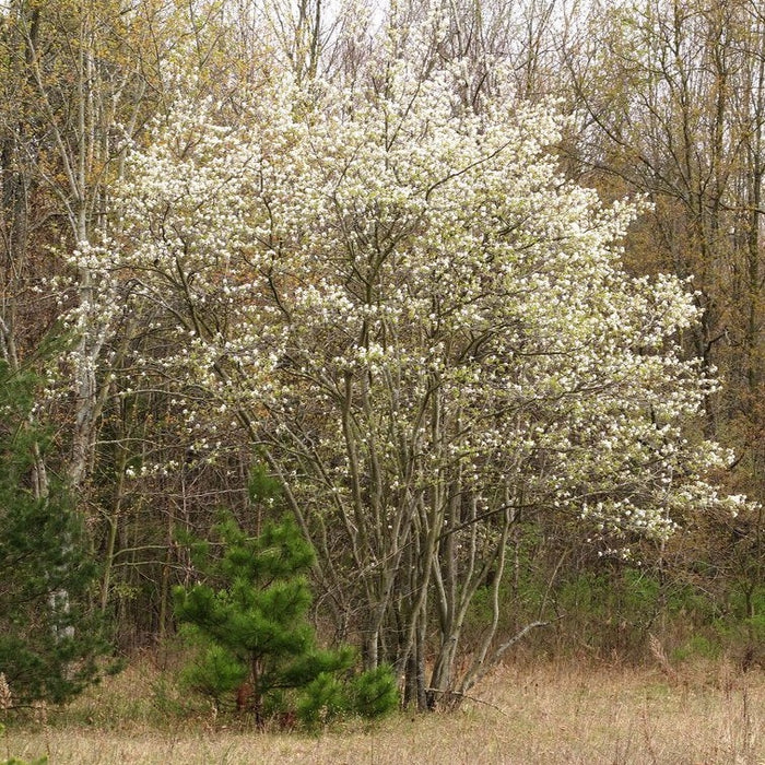 Amelanchier arborea DOWNY SERVICEBERRY, COMMON SERVICEBERRY – Ferri Seeds