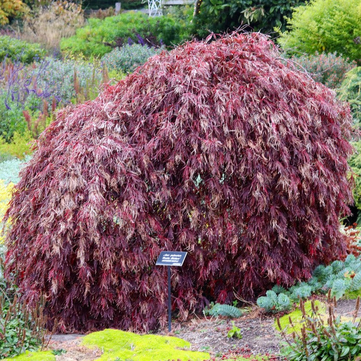 WEEPING RED CUTLEAF JAPANESE MAPLE 'INABA SHIDARE' Acer palmatum var d ...