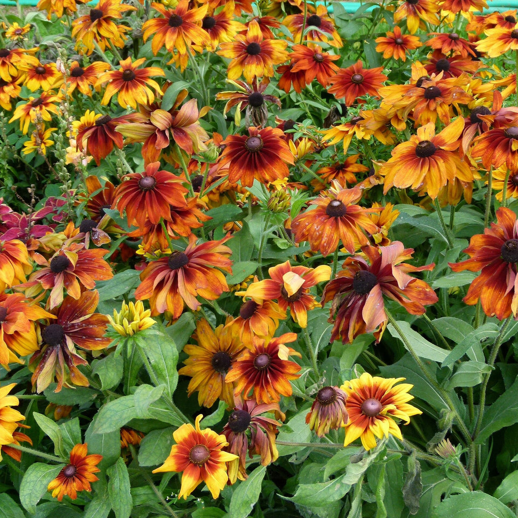 Rudbeckia hirta GLORIOSA DAISY – Ferri Seeds