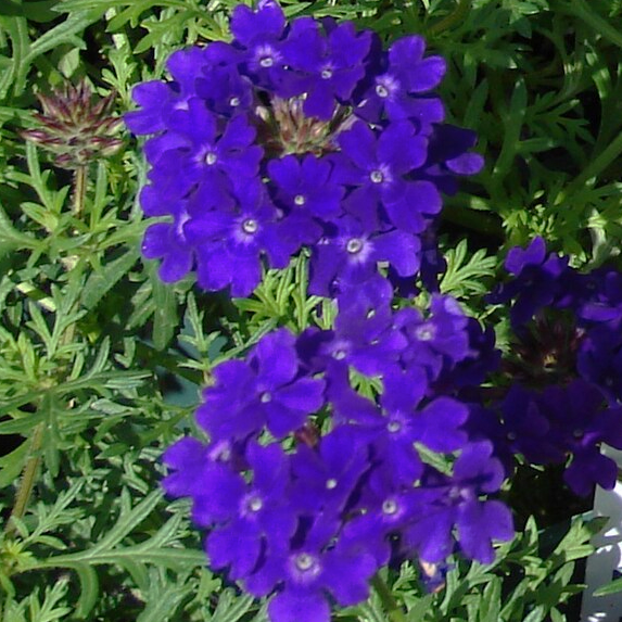 Verbena hybrida VERBENA 'TUSCANY BLUE' – Ferri Seeds
