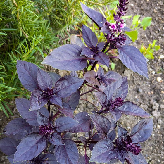 Ocimum basilicum BASIL 'RED RUBIN' PURPLE – Ferri Seeds
