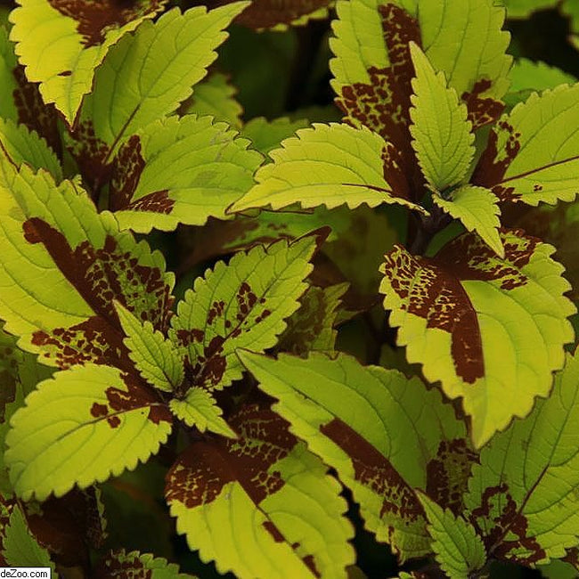 Coleus blumei COLEUS 'PINEAPPLE SURPRISE' – Ferri Seeds