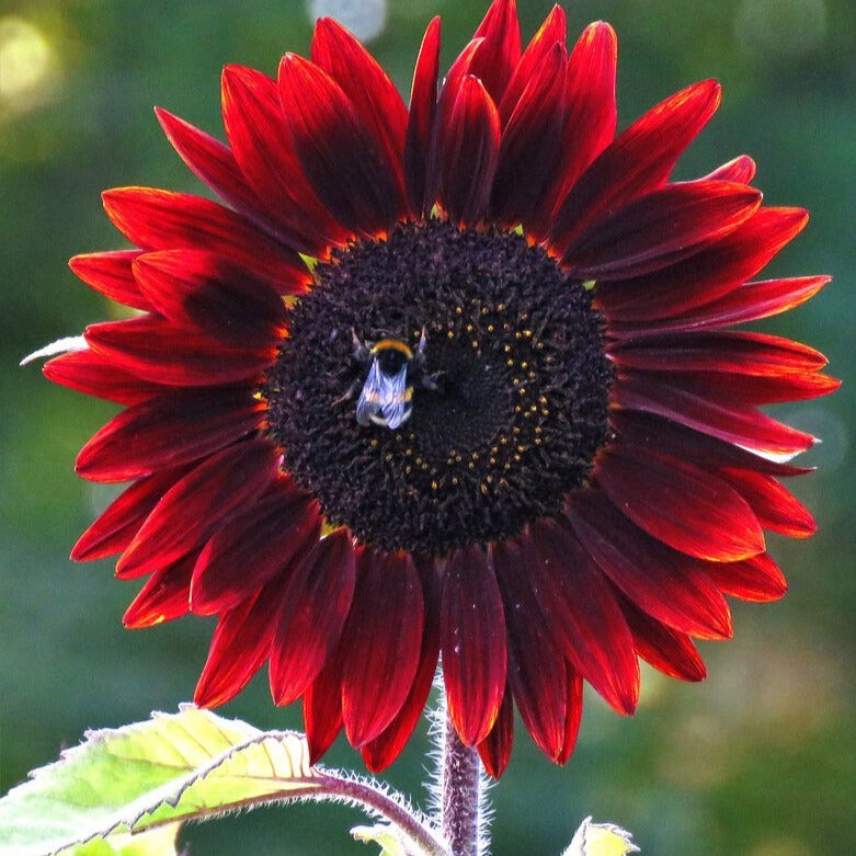 Helianthus annuus SUNFLOWER 'MOULIN ROUGE' – Ferri Seeds