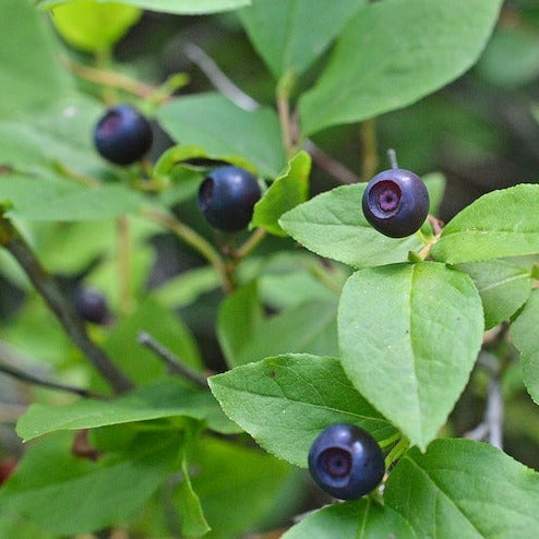 HUCKLEBERRY Vaccinium membranaceum – Ferri Seeds