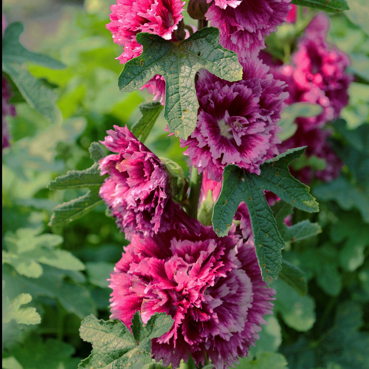 DWARF 'QUEENY' PURPLE DOUBLE HOLLYHOCK Althea Alcea rosea – Ferri Seeds