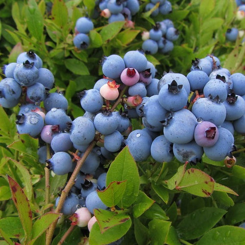Vaccinium myrtilloides COMMON CANADIAN BLUEBERRY, HUCKLEBERRY – Ferri Seeds