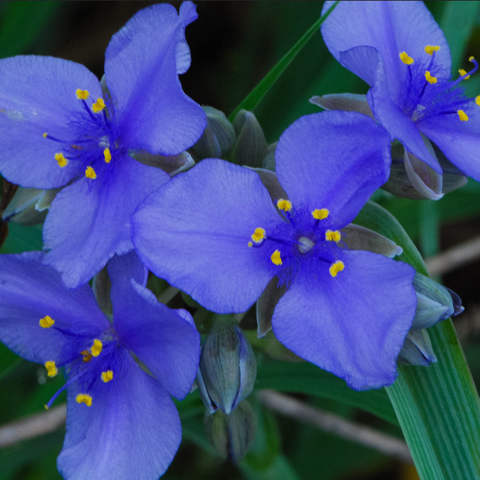 Tradescantia ohioensis OHIO SPIDERWORT, BLUEJACKET – Ferri Seeds